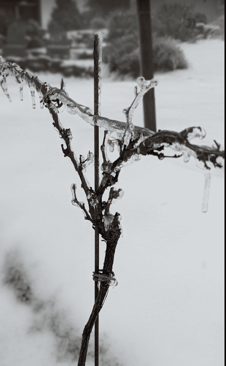 What Happens to a Vineyard in Winter? (And What Growers Do About Frost ...